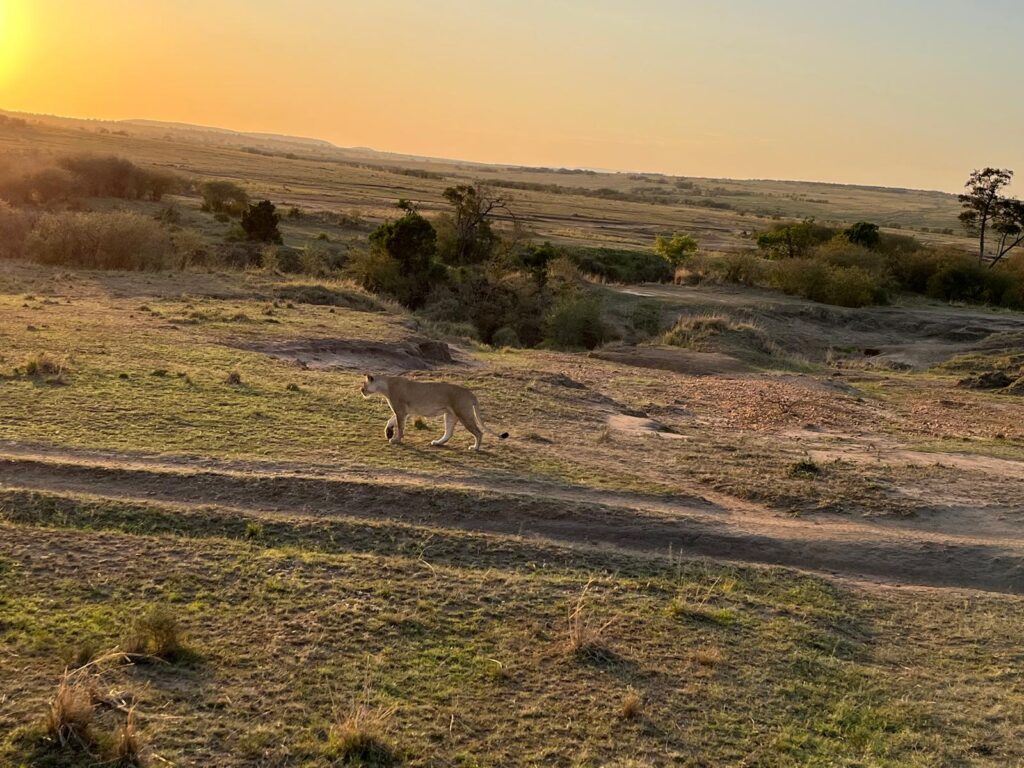 “Discover the Wild Wonders of Maasai Mara” - Explorations with Nancy ...